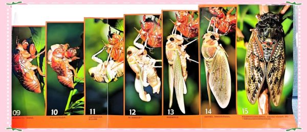 蝉的一生有多长_蝉为什么要在地下待那么久-第3张图片-山城妙识