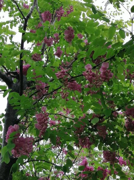 红槐花树有毒吗_如何安全种植-第1张图片-山城妙识