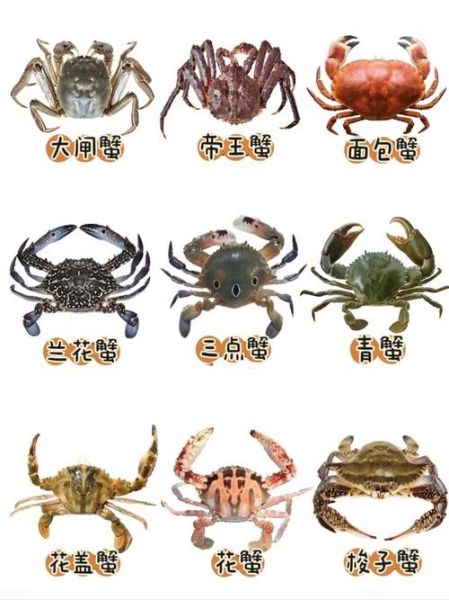 螃蟹品种大全图及名字_常见食用蟹有哪些-第1张图片-山城妙识 螃蟹品种大全图及名字_常见食用蟹有哪些-第1张图片-山城妙识