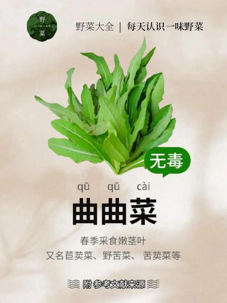 曲曲菜的功效与作用_曲曲菜怎么吃最好-第1张图片-山城妙识 曲曲菜的功效与作用_曲曲菜怎么吃最好-第1张图片-山城妙识