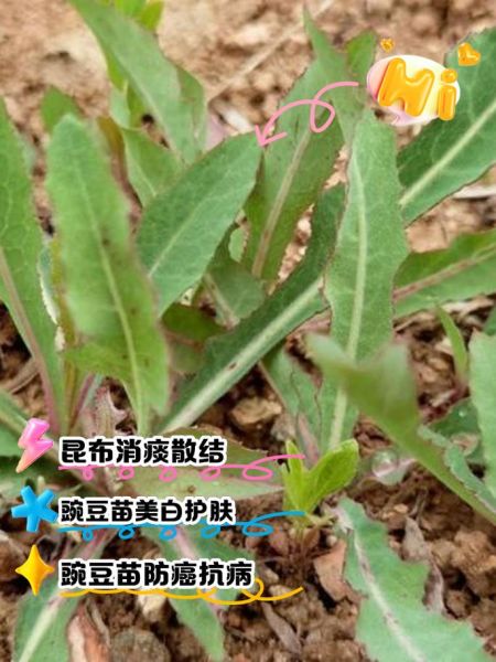 曲曲菜的功效与作用_曲曲菜怎么吃最好-第3张图片-山城妙识 曲曲菜的功效与作用_曲曲菜怎么吃最好-第3张图片-山城妙识