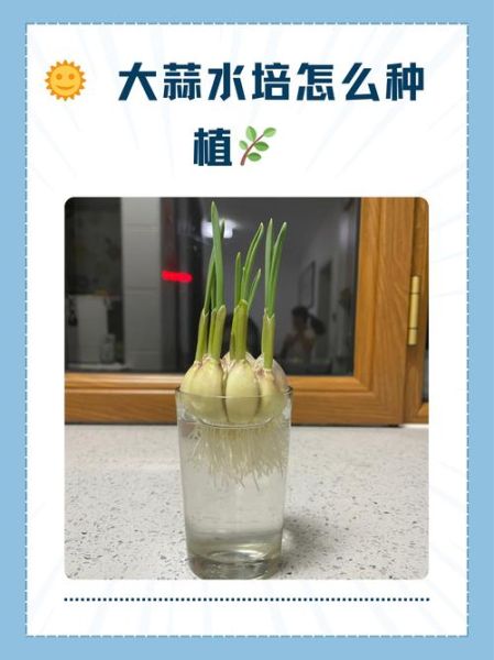 大蒜发芽了还能吃吗_大蒜发芽了怎么处理-第2张图片-山城妙识