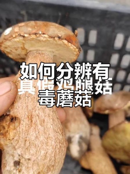 野生鸡腿菇图片有毒吗_如何辨别真假鸡腿菇-第1张图片-山城妙识 野生鸡腿菇图片有毒吗_如何辨别真假鸡腿菇-第1张图片-山城妙识