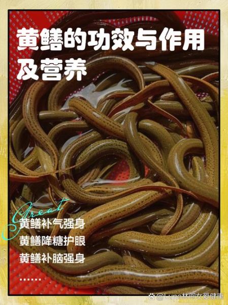 黄鳝的营养价值与功效_黄鳝怎么吃最补-第1张图片-山城妙识 黄鳝的营养价值与功效_黄鳝怎么吃最补-第1张图片-山城妙识