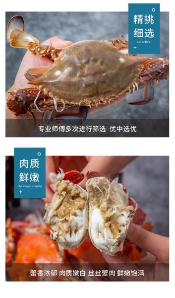 梭子蟹多少钱一斤_梭子蟹价格表2024最新行情-第3张图片-山城妙识 梭子蟹多少钱一斤_梭子蟹价格表2024最新行情-第3张图片-山城妙识
