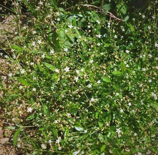 粟米草的功效与作用_粟米草怎么吃效果最好-第2张图片-山城妙识 粟米草的功效与作用_粟米草怎么吃效果最好-第2张图片-山城妙识