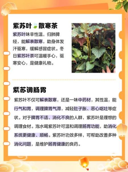 紫苏叶泡水喝的禁忌_哪些人不能喝-第2张图片-山城妙识 紫苏叶泡水喝的禁忌_哪些人不能喝-第2张图片-山城妙识