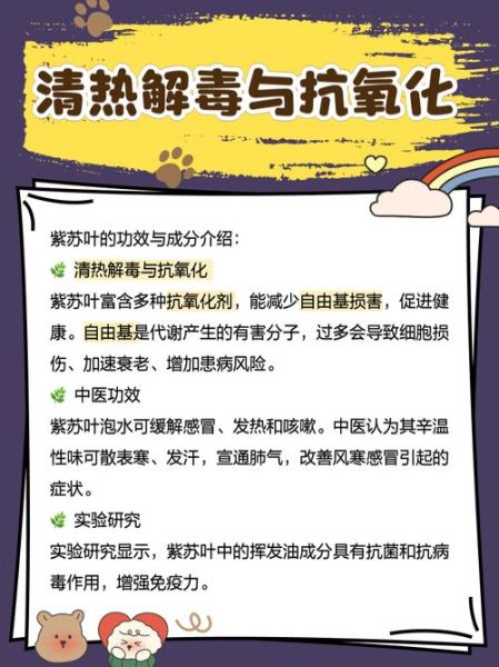紫苏叶泡水喝的禁忌_哪些人不能喝-第3张图片-山城妙识 紫苏叶泡水喝的禁忌_哪些人不能喝-第3张图片-山城妙识