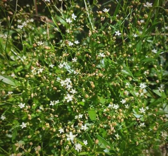 粟米草的功效与作用_粟米草怎么吃效果最好-第3张图片-山城妙识 粟米草的功效与作用_粟米草怎么吃效果最好-第3张图片-山城妙识