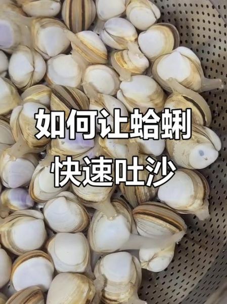 花蛤怎么快速去沙_花蛤去沙最快的方法-第2张图片-山城妙识