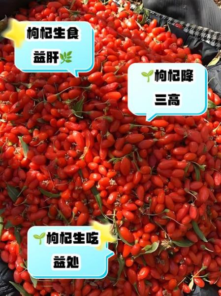 枸杞生吃一天吃多少粒_生吃枸杞的正确用量-第2张图片-山城妙识 枸杞生吃一天吃多少粒_生吃枸杞的正确用量-第2张图片-山城妙识