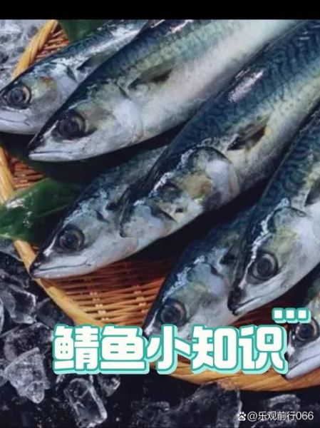 鲭鱼的营养价值_鲭鱼的功效与作用-第2张图片-山城妙识