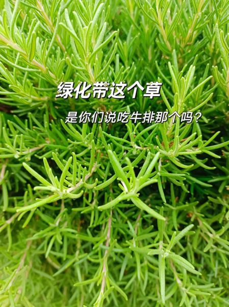 迷迭香酸的功效与作用_迷迭香酸能长期服用吗-第3张图片-山城妙识 迷迭香酸的功效与作用_迷迭香酸能长期服用吗-第3张图片-山城妙识