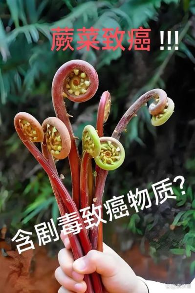 蕨菜吃了会致癌吗_蕨菜致癌是真的吗-第1张图片-山城妙识