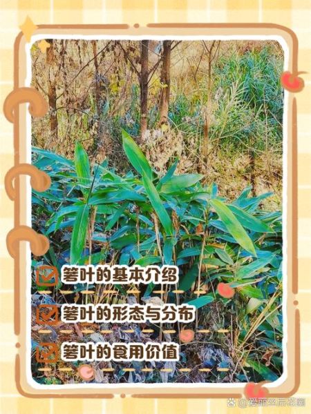 箬叶的功效与作用_箬叶怎么煮水最养胃-第2张图片-山城妙识