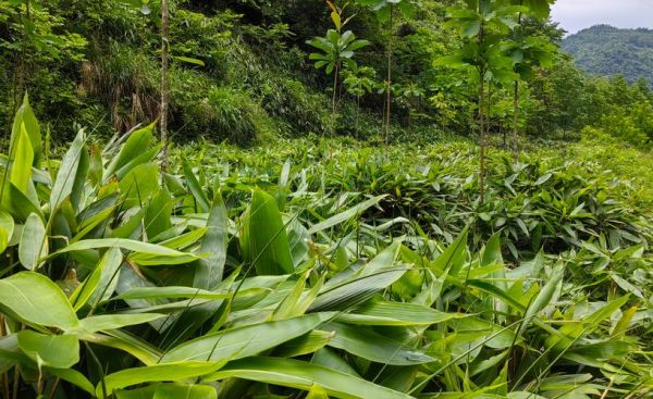 箬叶的功效与作用_箬叶怎么煮水最养胃-第3张图片-山城妙识
