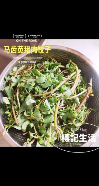 马生菜怎么吃_马生菜的做法大全-第1张图片-山城妙识