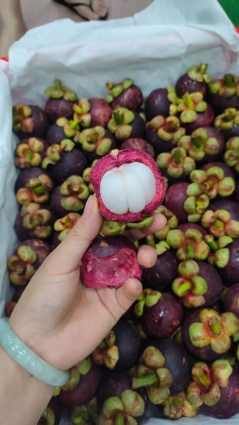 山竹价格多少钱一斤_2024山竹最新行情-第3张图片-山城妙识 山竹价格多少钱一斤_2024山竹最新行情-第3张图片-山城妙识