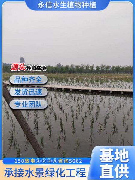 芦苇苗价格多少钱一株_芦苇苗批发价行情-第1张图片-山城妙识 芦苇苗价格多少钱一株_芦苇苗批发价行情-第1张图片-山城妙识