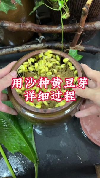 黄豆芽怎么种_黄豆芽几天发芽-第2张图片-山城妙识 黄豆芽怎么种_黄豆芽几天发芽-第2张图片-山城妙识