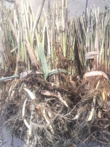 芦苇苗价格多少钱一株_芦苇苗批发价行情-第2张图片-山城妙识 芦苇苗价格多少钱一株_芦苇苗批发价行情-第2张图片-山城妙识