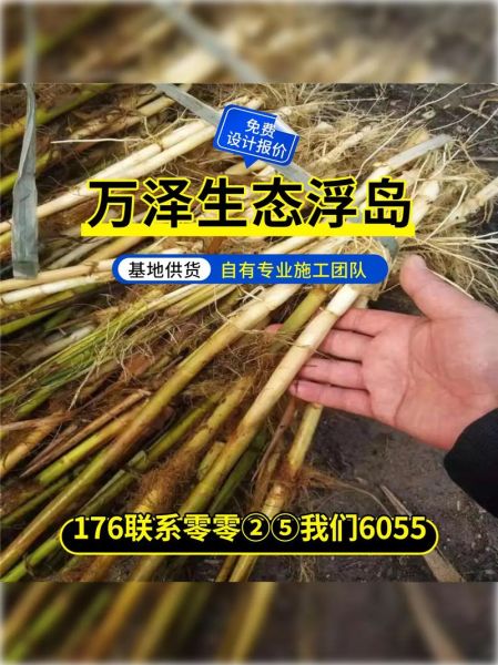 芦苇苗价格多少钱一株_芦苇苗批发价行情-第3张图片-山城妙识 芦苇苗价格多少钱一株_芦苇苗批发价行情-第3张图片-山城妙识