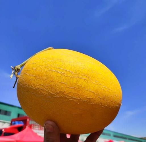 黄金瓜和哈密瓜的区别_哪个更甜更好吃-第1张图片-山城妙识