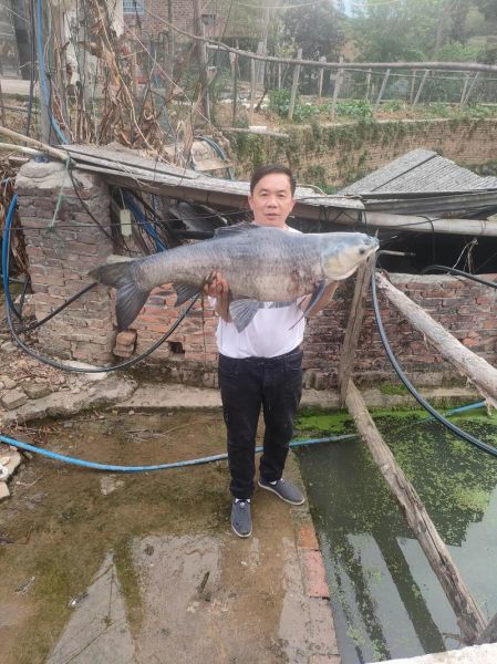 大青鱼多少钱一斤_2021年市场价-第1张图片-山城妙识 大青鱼多少钱一斤_2021年市场价-第1张图片-山城妙识