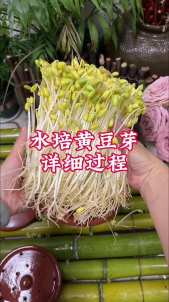 黄豆芽怎么种_黄豆芽几天发芽-第1张图片-山城妙识 黄豆芽怎么种_黄豆芽几天发芽-第1张图片-山城妙识
