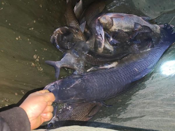 大青鱼多少钱一斤_2021年市场价-第3张图片-山城妙识 大青鱼多少钱一斤_2021年市场价-第3张图片-山城妙识