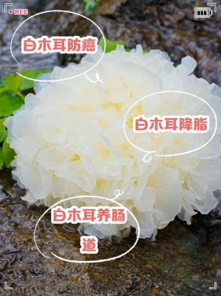 白色木耳的功效与作用_白色木耳怎么吃最营养-第1张图片-山城妙识