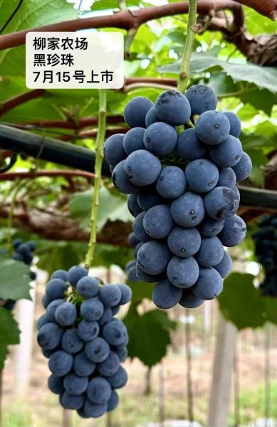 黑葡萄的功效与作用_黑葡萄一天吃多少合适-第2张图片-山城妙识 黑葡萄的功效与作用_黑葡萄一天吃多少合适-第2张图片-山城妙识