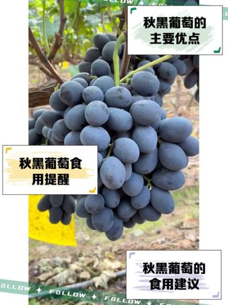 黑葡萄的功效与作用_黑葡萄一天吃多少合适-第3张图片-山城妙识 黑葡萄的功效与作用_黑葡萄一天吃多少合适-第3张图片-山城妙识