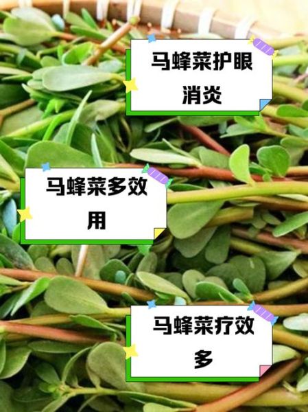 马蜂菜的功效与作用_马蜂菜怎么吃最营养-第1张图片-山城妙识