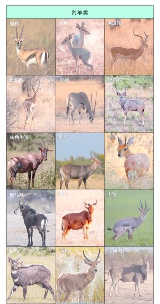 动物种类有哪些_100种常见动物分类大全-第2张图片-山城妙识