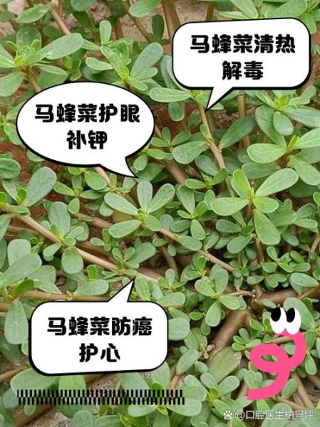 马蜂菜的功效与作用_马蜂菜怎么吃最营养-第3张图片-山城妙识
