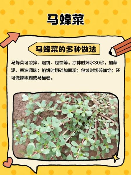 马蜂菜的功效与作用_马蜂菜怎么吃最营养-第2张图片-山城妙识