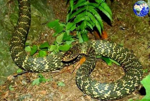 菜花蛇为什么能吃毒蛇_菜花蛇吃毒蛇会不会中毒-第3张图片-山城妙识