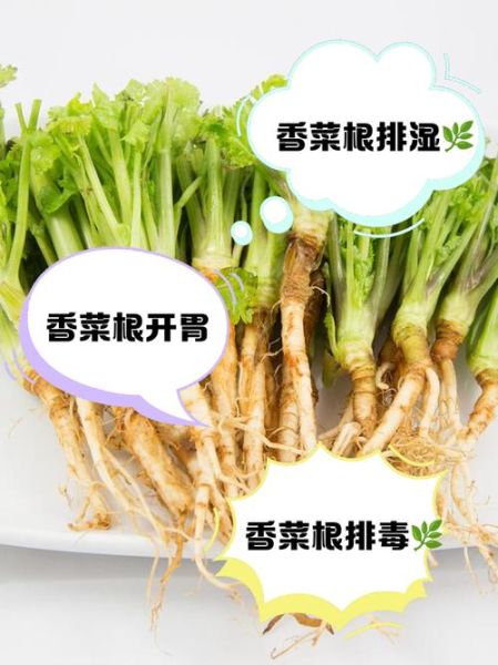 香菜根煮水洗脸有什么好处_怎么用效果最好-第3张图片-山城妙识 香菜根煮水洗脸有什么好处_怎么用效果最好-第3张图片-山城妙识