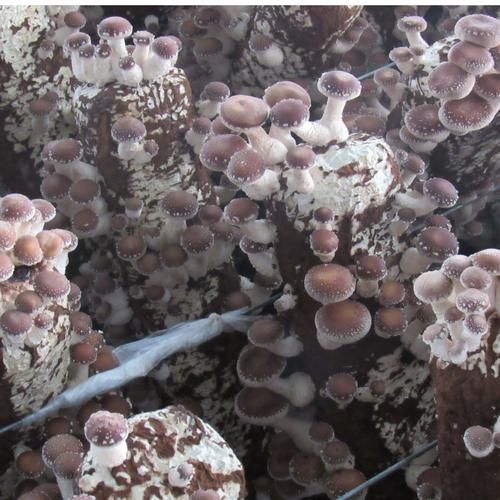 食用菌种类大全_哪些食用菌适合家庭种植-第1张图片-山城妙识 食用菌种类大全_哪些食用菌适合家庭种植-第1张图片-山城妙识