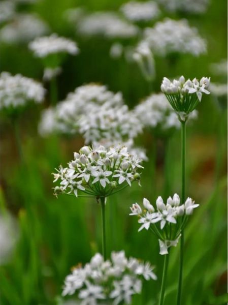 韭菜花有几种颜色_韭菜花颜色大全-第1张图片-山城妙识