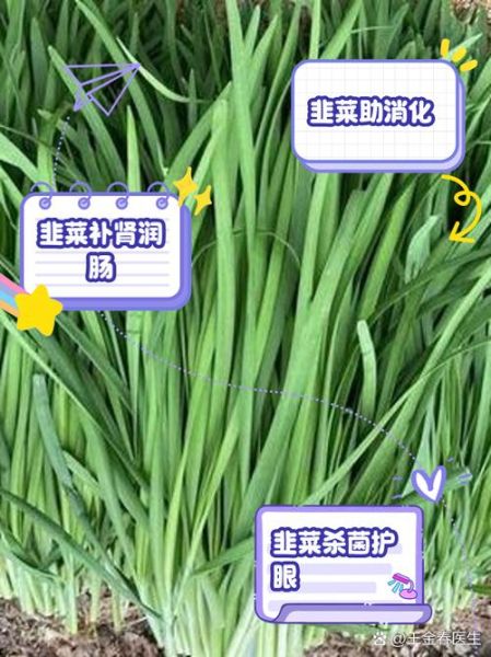 韭菜的营养价值_韭菜的功效与作用-第2张图片-山城妙识 韭菜的营养价值_韭菜的功效与作用-第2张图片-山城妙识