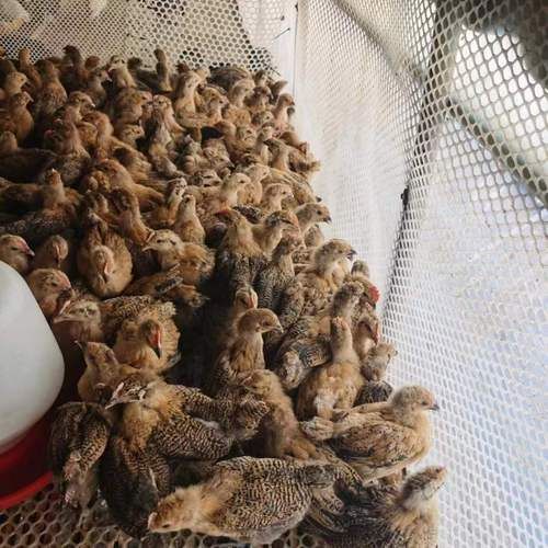 青脚麻鸡苗多少钱一只_青脚麻鸡苗怎么挑选-第1张图片-山城妙识 青脚麻鸡苗多少钱一只_青脚麻鸡苗怎么挑选-第1张图片-山城妙识