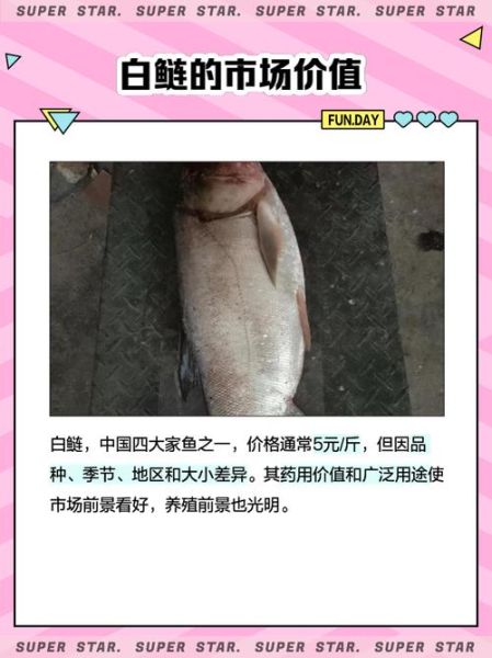白鲢多少钱一斤_白鲢价格行情-第1张图片-山城妙识