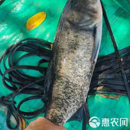 白鲢多少钱一斤_白鲢价格行情-第2张图片-山城妙识