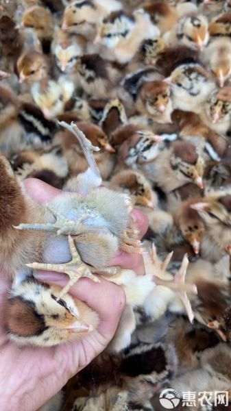 青脚麻鸡苗多少钱一只_青脚麻鸡苗怎么挑选-第3张图片-山城妙识 青脚麻鸡苗多少钱一只_青脚麻鸡苗怎么挑选-第3张图片-山城妙识