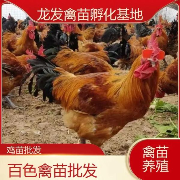 青脚麻鸡苗多少钱一只_青脚麻鸡苗怎么挑选-第2张图片-山城妙识 青脚麻鸡苗多少钱一只_青脚麻鸡苗怎么挑选-第2张图片-山城妙识