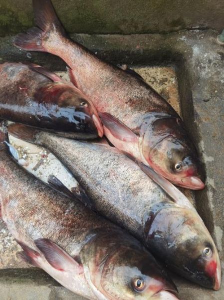 鲢鳙鱼多少钱一斤_鲢鳙鱼价格行情-第1张图片-山城妙识 鲢鳙鱼多少钱一斤_鲢鳙鱼价格行情-第1张图片-山城妙识