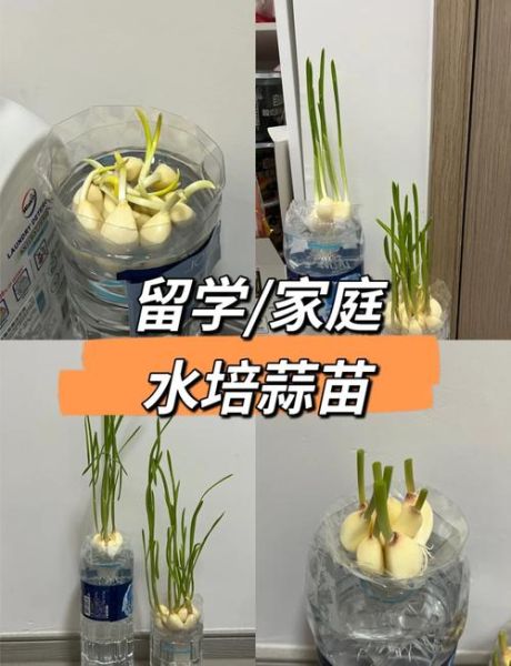 蒜苗种植技术_蒜苗管理方法-第2张图片-山城妙识