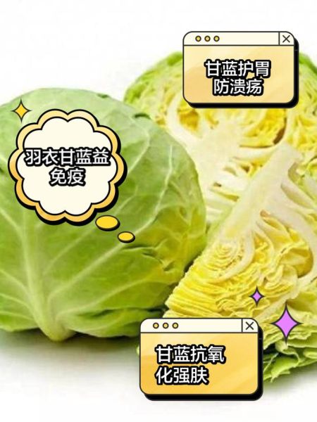 甘蓝为什么叫甘蓝_甘蓝名字的由来-第2张图片-山城妙识 甘蓝为什么叫甘蓝_甘蓝名字的由来-第2张图片-山城妙识